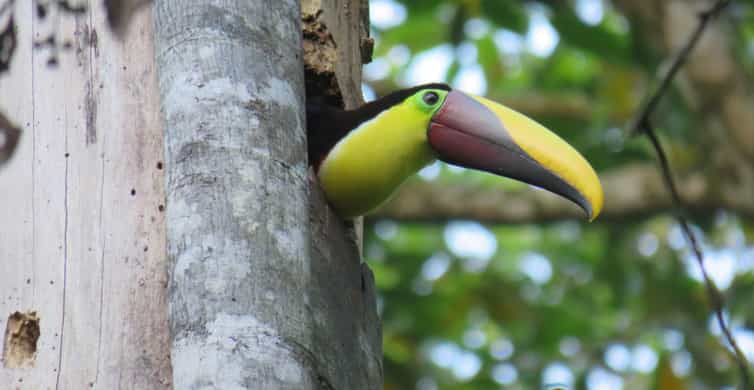 Bird Watching at Juan Castro Blanco National Park | GetYourGuide