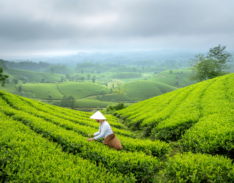 Jakarta: Tangkuban Perahu Volcano & Tea Plantations Day-Tour | GetYourGuide