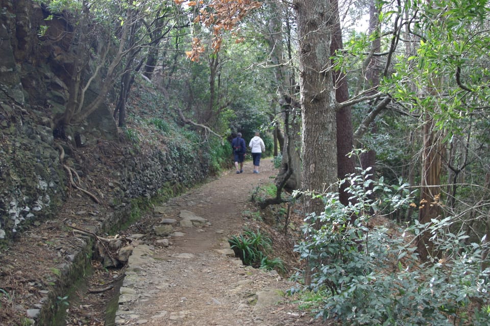 Funchal: Sea and Mountain Views Hidden Forest Hike | GetYourGuide