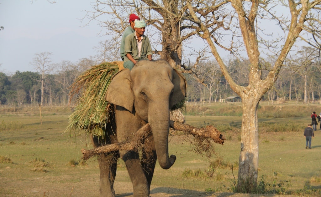 3 Day Nepal Chitwan Jungle Safari Tour from Kathmandu | GetYourGuide