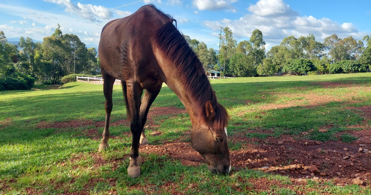 Graceful Gallop, Horse Ride Adventure in Mount Kigali | GetYourGuide