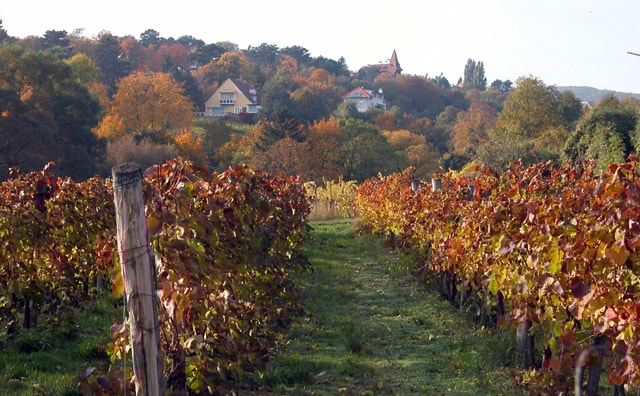 Vienna 3-Hour Hiking Tour of Wiener Wald | GetYourGuide