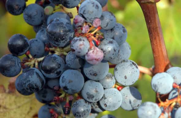 Vienna 3-Hour Hiking Tour of Wiener Wald | GetYourGuide