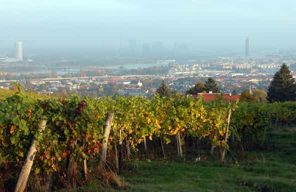 Vienna 3-Hour Hiking Tour of Wiener Wald | GetYourGuide