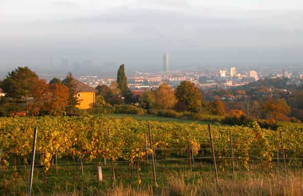 Vienna 3-Hour Hiking Tour of Wiener Wald | GetYourGuide