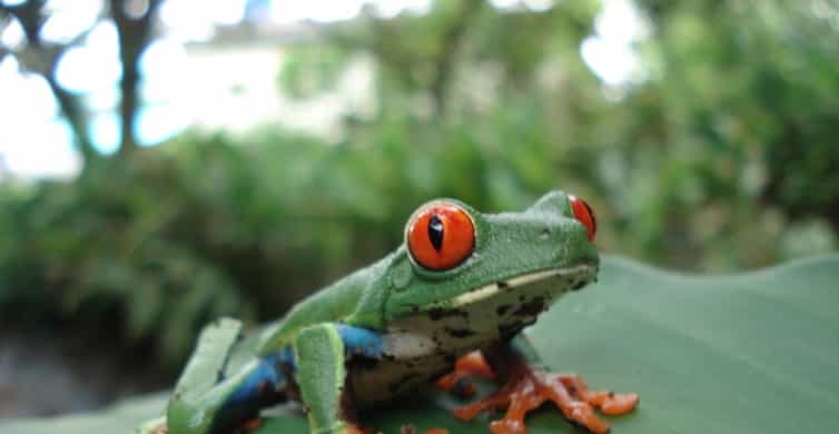 Mombacho Volcano Nature Reserve | GetYourGuide