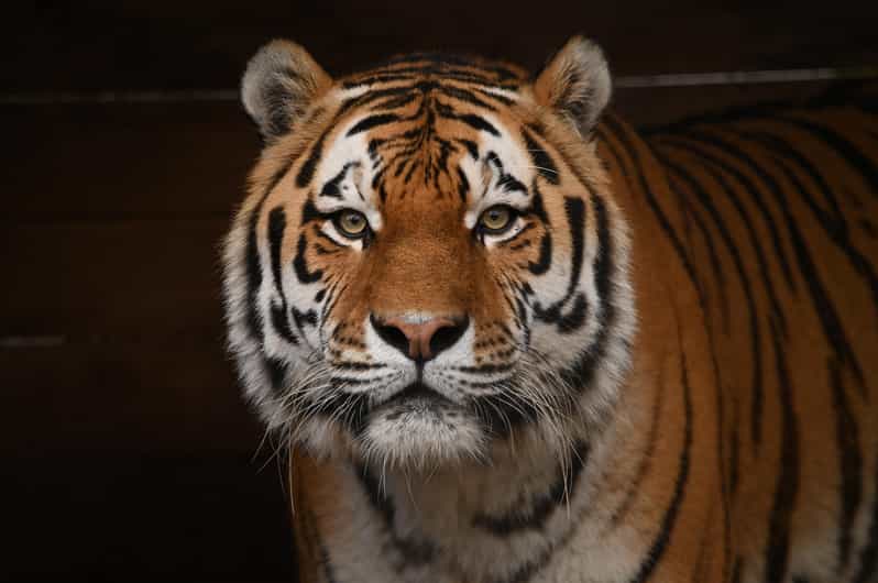 Rhenen: Ouwehands Zoo Entry Ticket | GetYourGuide