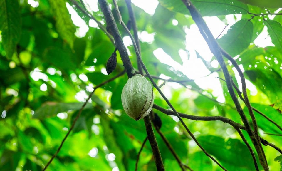 Cocoa Tour | GetYourGuide