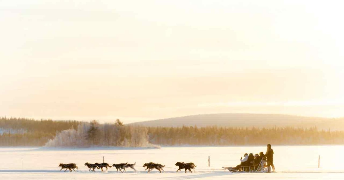 Rovaniemi: Insider 10 km Husky Sled Ride | GetYourGuide