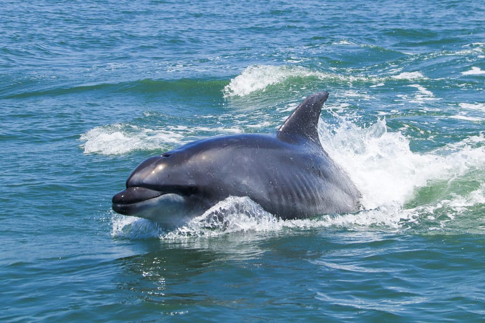 Lisbon: Dolphin Watching Boat Tour | GetYourGuide