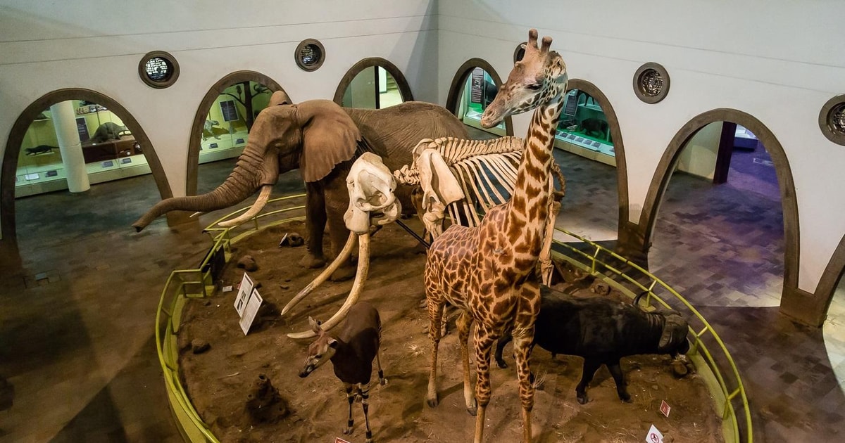 Nairobi National Museum and Snake Park Guided Day Tour | GetYourGuide
