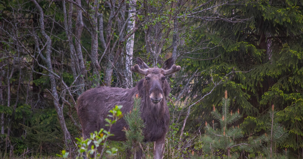 Moose & Wildlife safari with campfire dinner from Helsinki | GetYourGuide