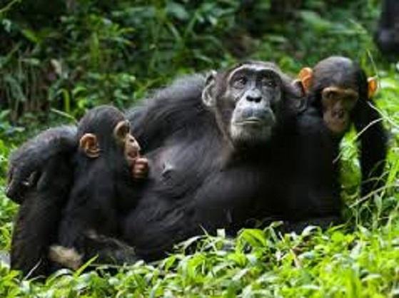 4 Day Chimpanzee Tracking Tour from Entebbe | GetYourGuide