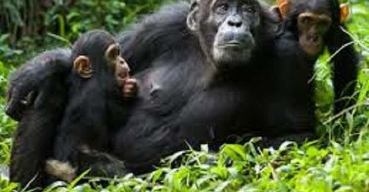 4 Day Chimpanzee Tracking Tour from Entebbe | GetYourGuide