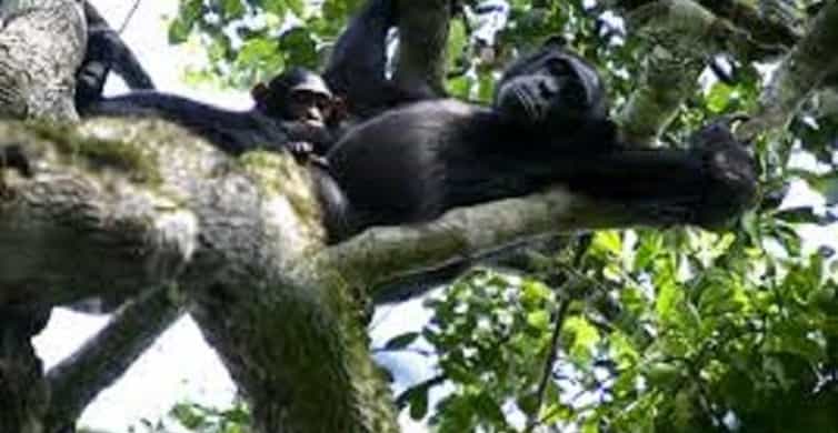 4 Day Chimpanzee Tracking Tour from Entebbe | GetYourGuide