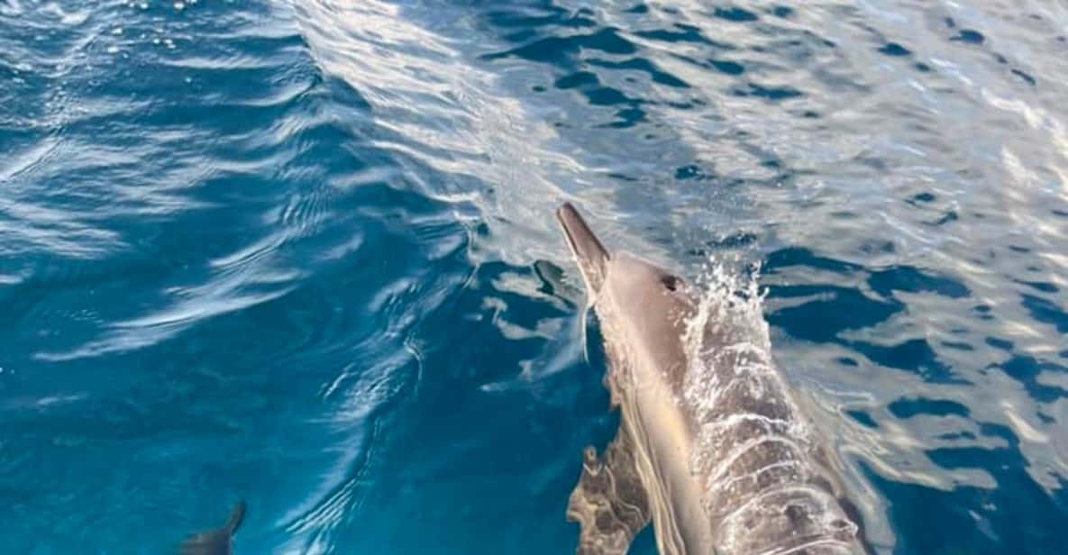 Privado:día completo/Visualización de delfines y natación Crystal Rock+ ...