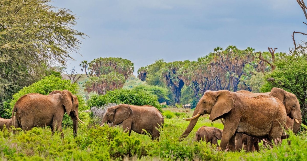 Kenya: 7-Day Masai Mara, Lake Nakuru, and Samburu Safari | GetYourGuide