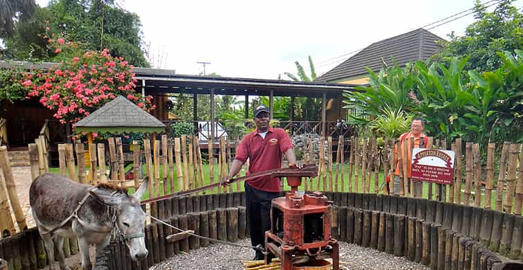 Appleton Estate, Saint Elizabeth - Book Tickets & Tours | GetYourGuide