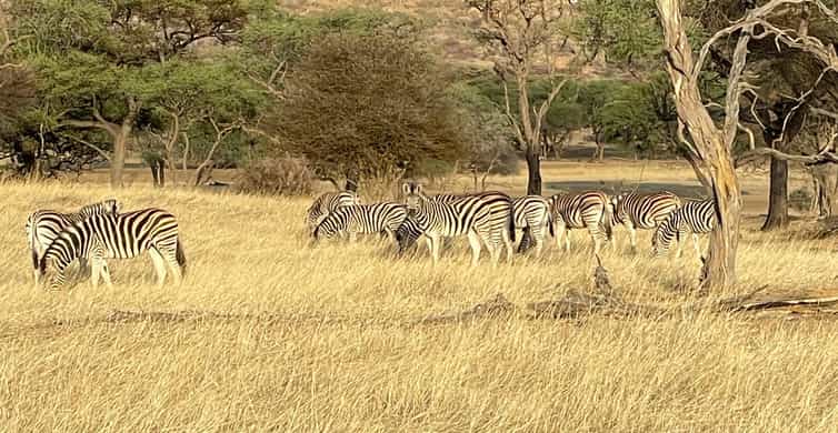 Namibia in November: 8-Day Guided Tour with Flights & Meals | GetYourGuide