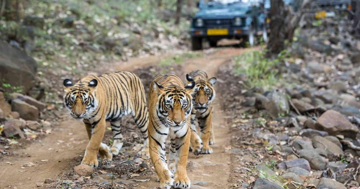 Von Delhi aus 3 Tage Tour durch Ranthambore Tiger Safari | GetYourGuide