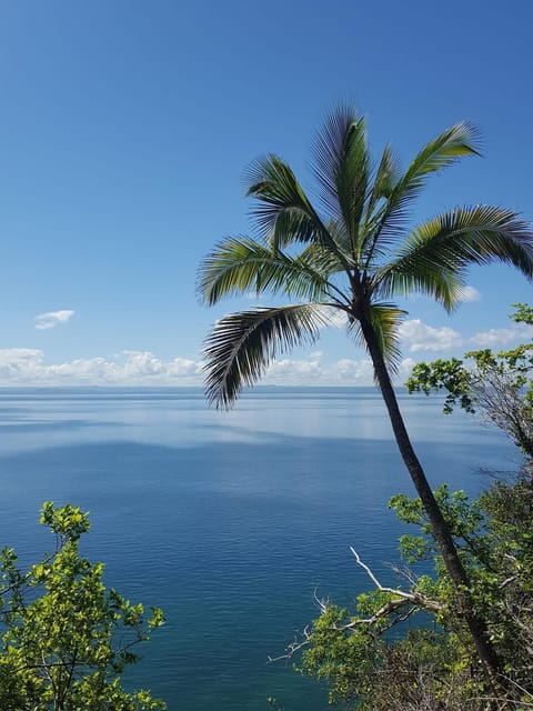 Samaná Whale Watching Expedition: An Unforgettable Excursion | GetYourGuide