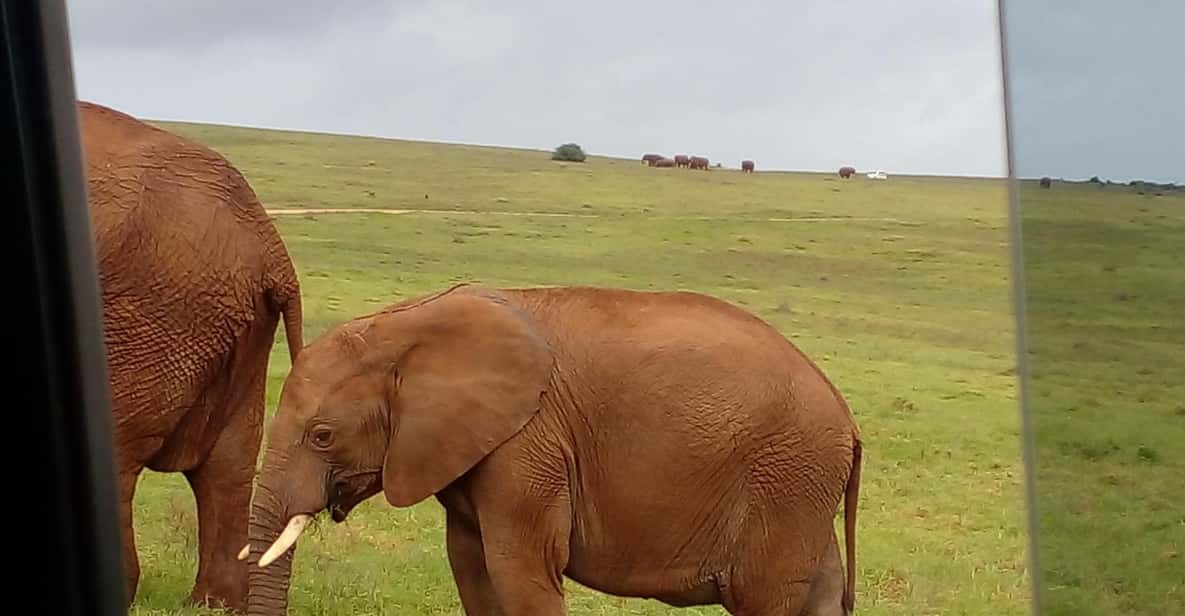 Safari game drive tour | GetYourGuide