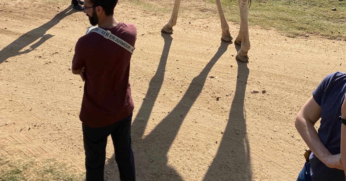 Aldea cultural de Lesedi y safari en el parque de los leones | GetYourGuide