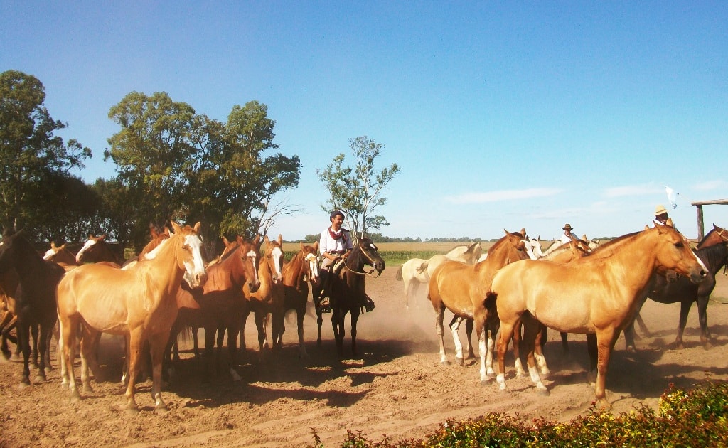 Buenos Aires: Ranč Santa Susana - celodenní prohlídka, grilování a ...