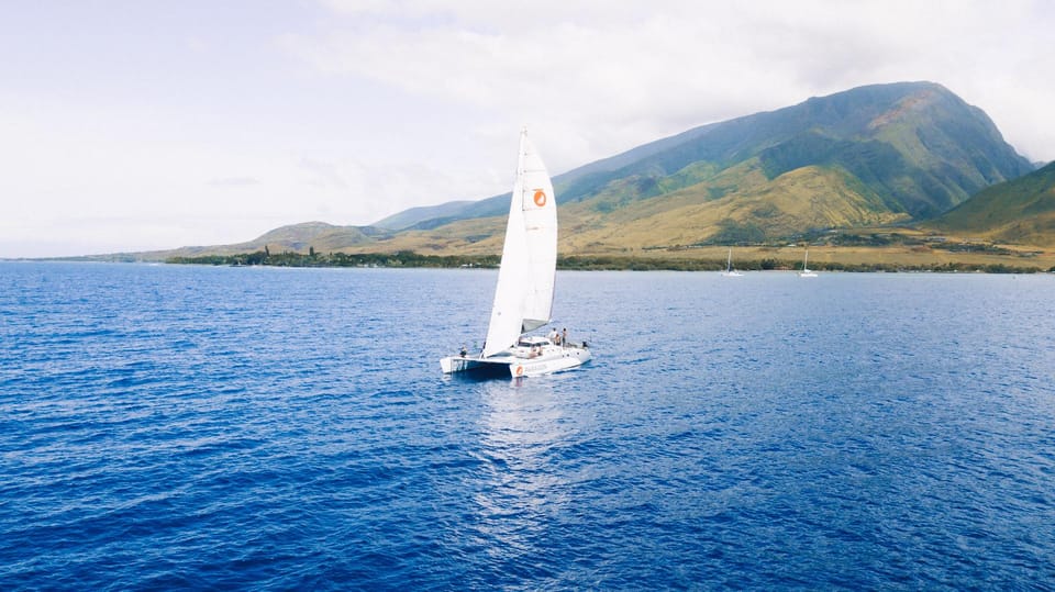 Maui: Midday Sail with the Whales Māʻalaea Harbor | GetYourGuide