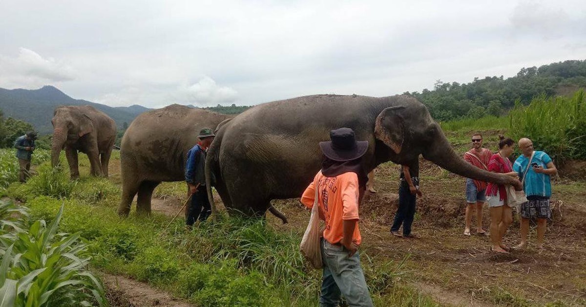 Chiang Mai: Elephant Life with Local Hill Tribe Caretakers | GetYourGuide