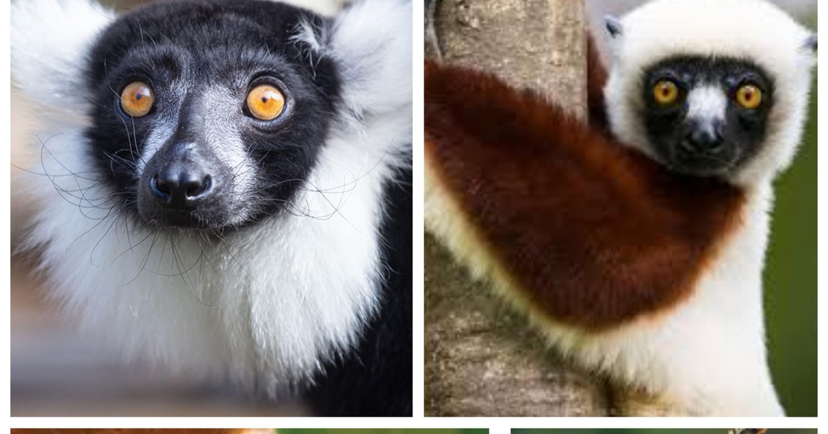 Discover Lemurs of Madagascar | GetYourGuide
