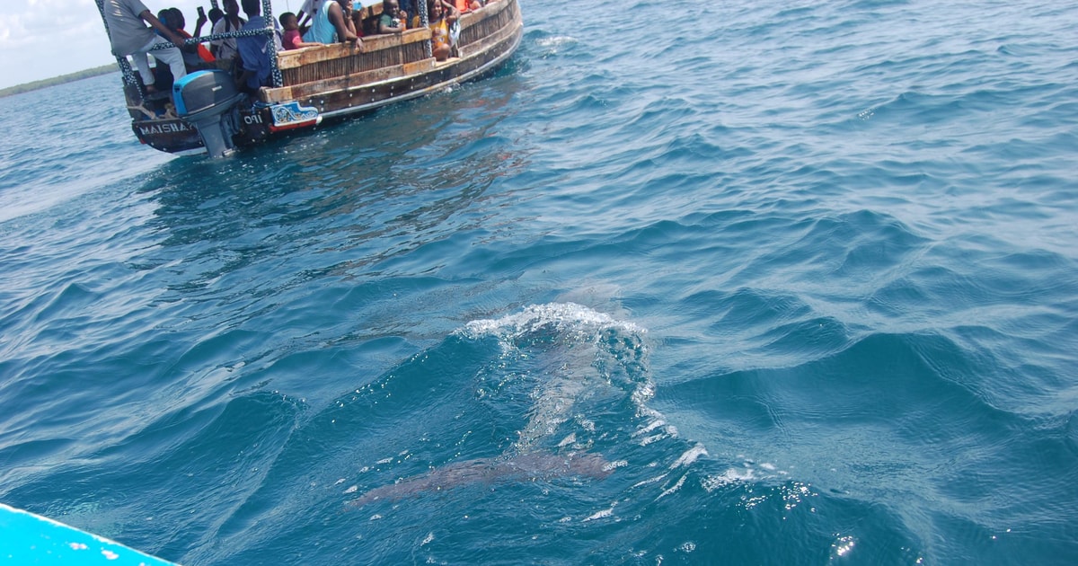 Wasini Dolphin 🐬 Tour from Diani Beach / Mombasa | GetYourGuide