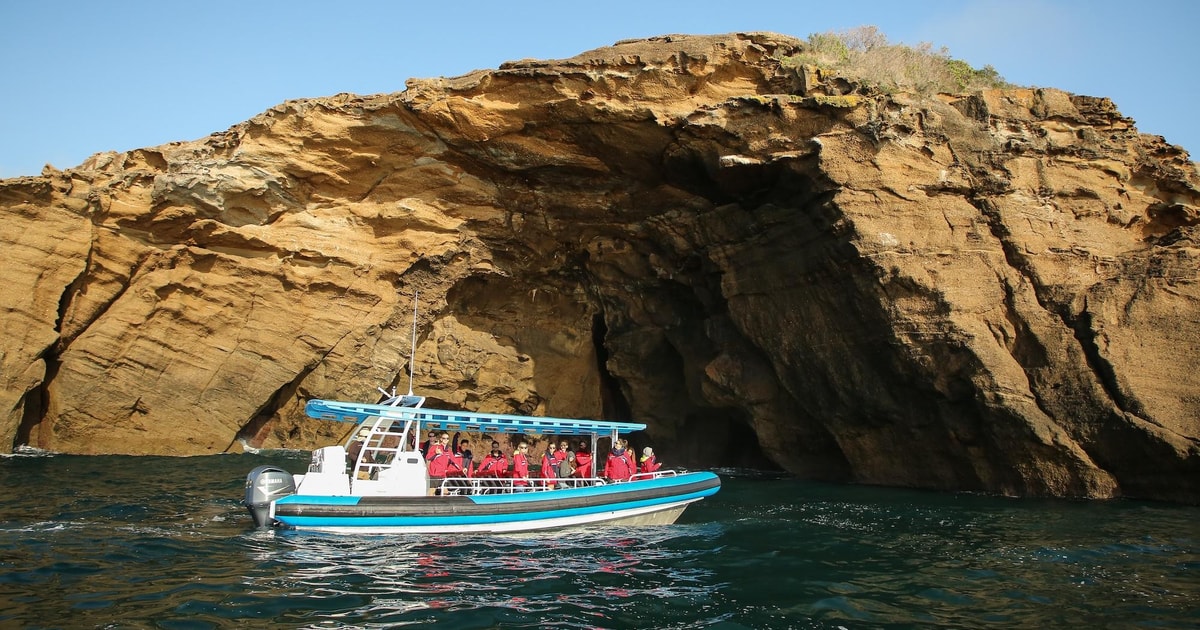 Tour en barco por la costa en 2,5 horas desde Newcastle | GetYourGuide