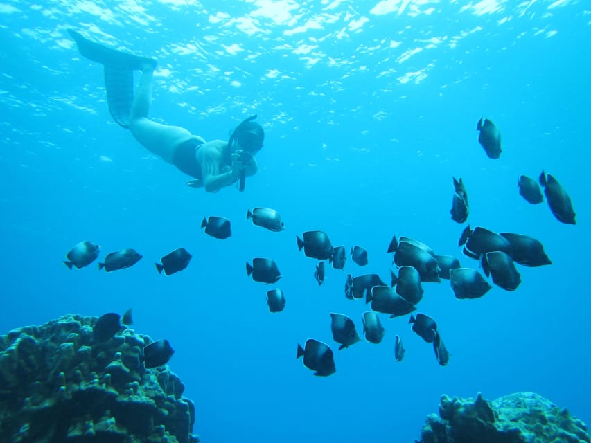 Easter island: Snorqueling tour on coral reefs | GetYourGuide