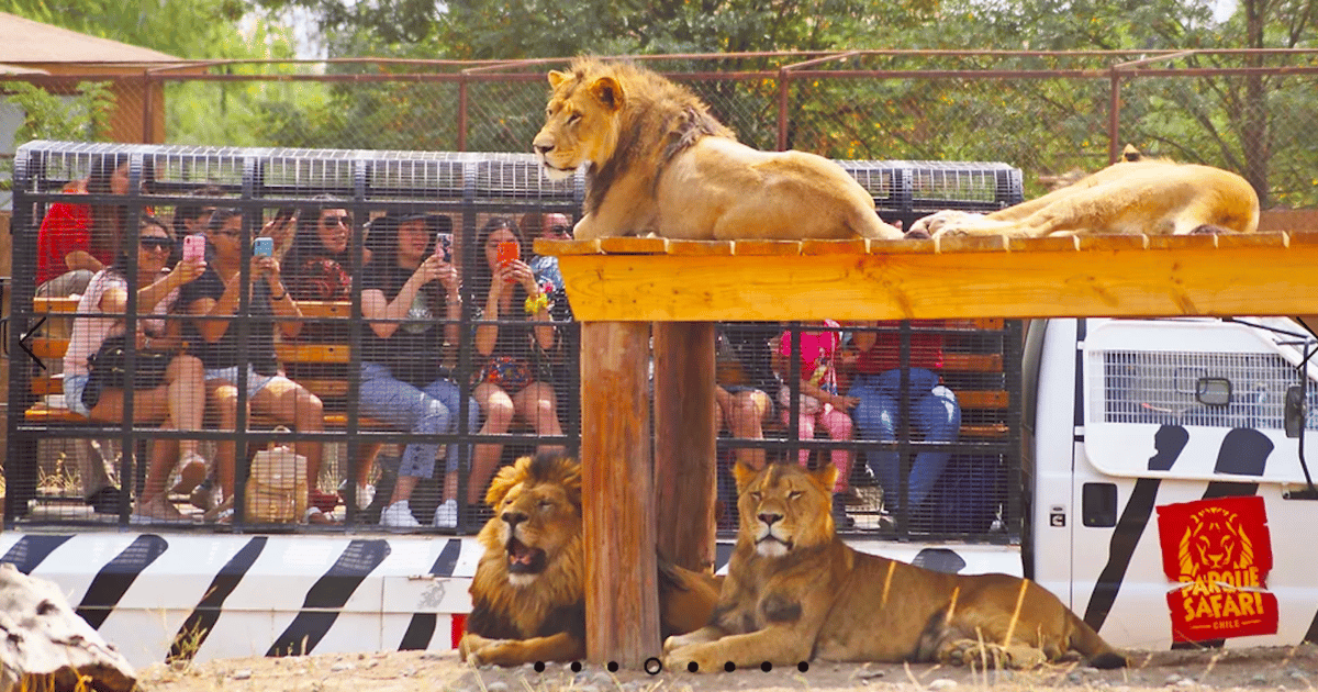 Parque Safari Rancagua | GetYourGuide