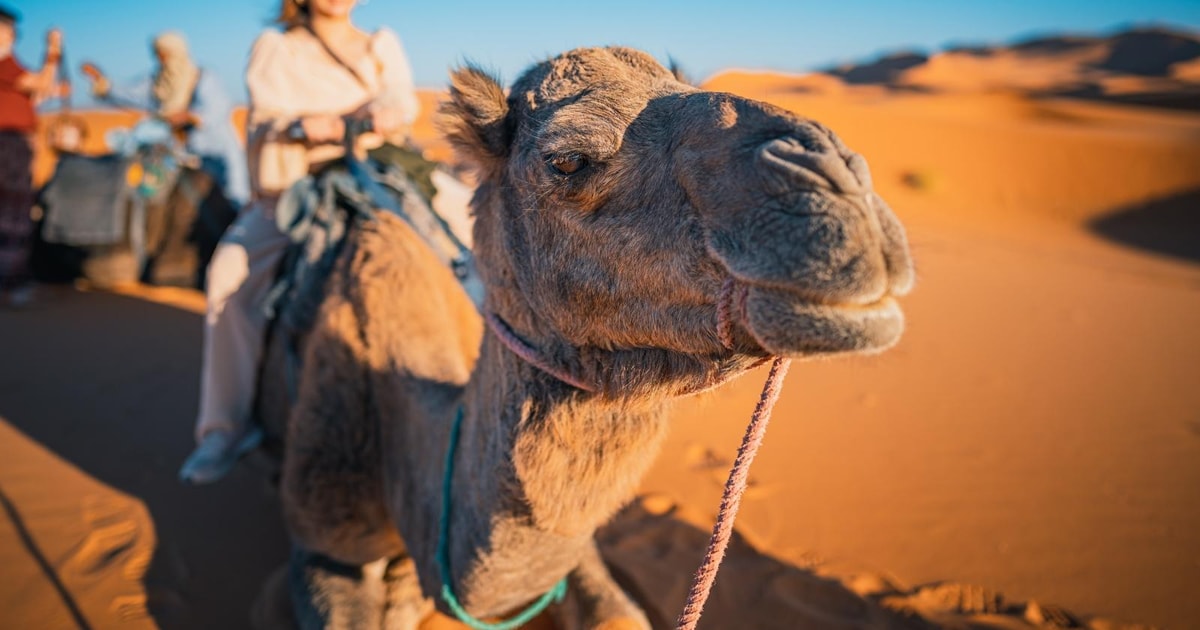 Ica / Huacachina: Giro in cammello nel deserto del Perù | GetYourGuide