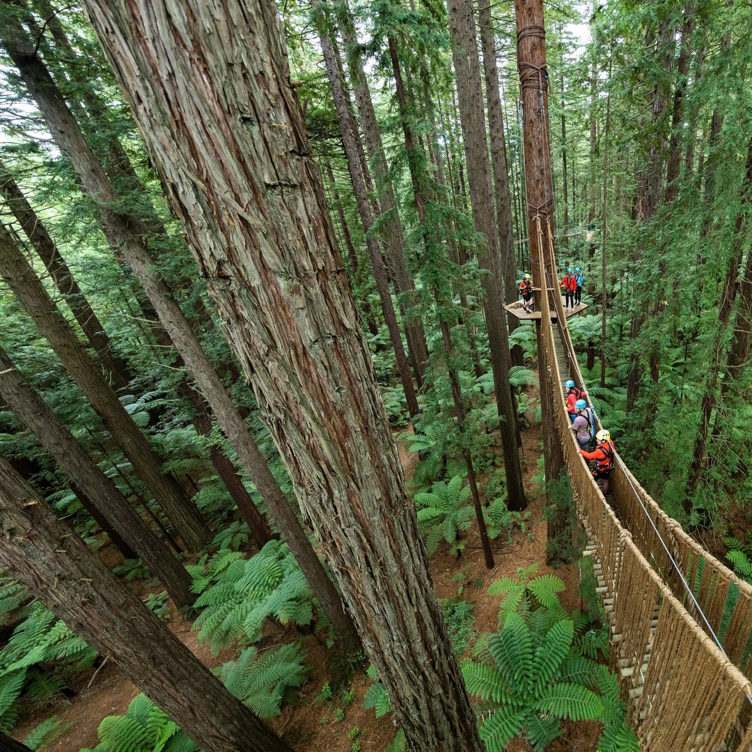 Rotorua: Redwoods Altitude, Nighttime Fast Pass, & Treewalk | GetYourGuide