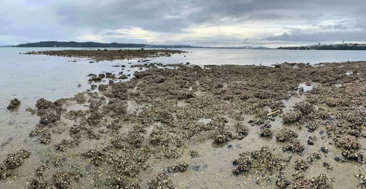 Meola Reef | GetYourGuide