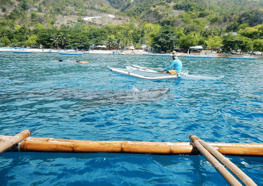 Cebu Oslob Whaleshark Tours | GetYourGuide