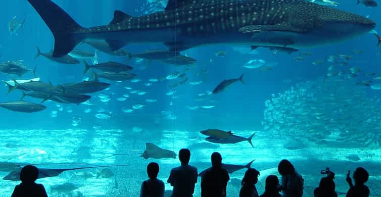 Istanbul Aquarium and Aqua Florya Shopping Mall Tour | GetYourGuide
