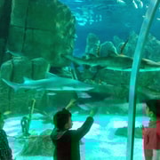 Istanbul Aquarium and Aqua Florya Shopping Mall Tour | GetYourGuide