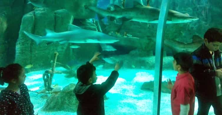 Istanbul Aquarium and Aqua Florya Shopping Mall Tour | GetYourGuide