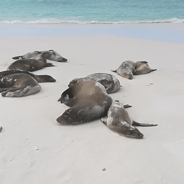 Galapagos: Charles Darwin Station & Tortuga Bay Private Tour | GetYourGuide