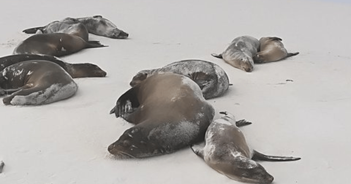 Galapagos: Charles Darwin Station & Tortuga Bay Private Tour | GetYourGuide
