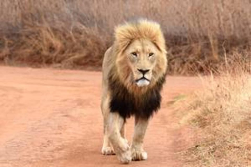 Predator Drive -1 Hour (min. 2 pax) | GetYourGuide