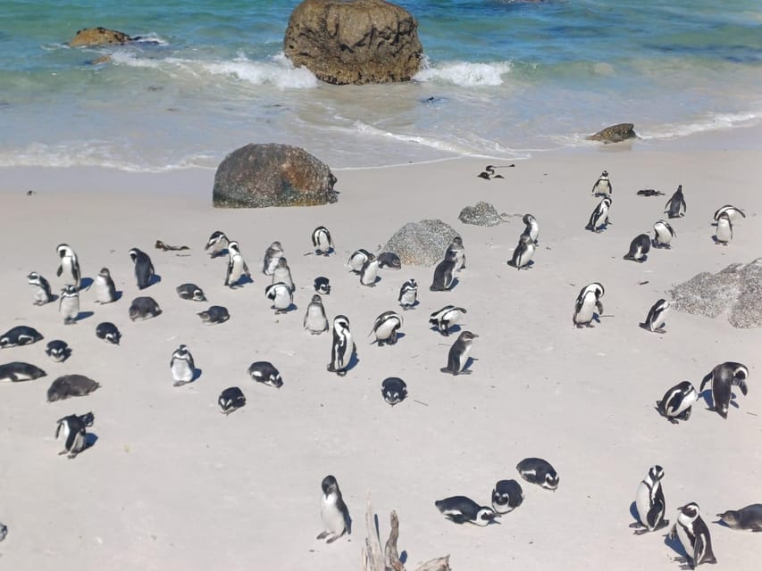 Cape Town: Penguin Watching at Boulders Beach Half Day Tour | GetYourGuide
