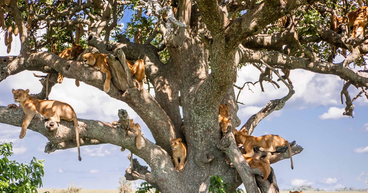 Lake Manyara National Park Day Trip Tour | GetYourGuide