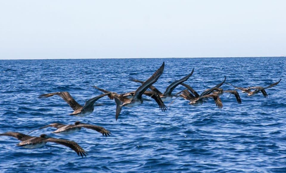 San Jose del Cabo Wildlife Encounter | GetYourGuide