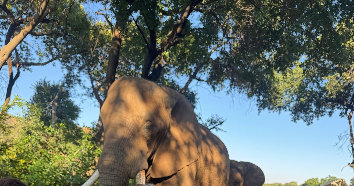 Johannesburg'dan: Fil ve Maymun Cenneti Günübirlik Gezisi | GetYourGuide