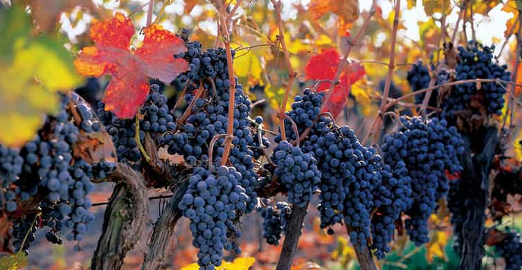 Concha y Toro Wine Experience | GetYourGuide